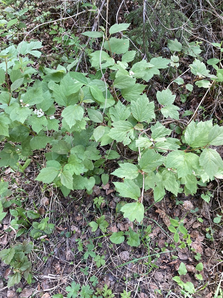 squashberry from Foothills County, AB, Canada on May 28, 2023 at 10:52 ...