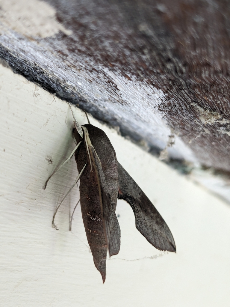 Coprosma Hawk Moth from Swan Vale NSW 2370, Australia on January 16 ...