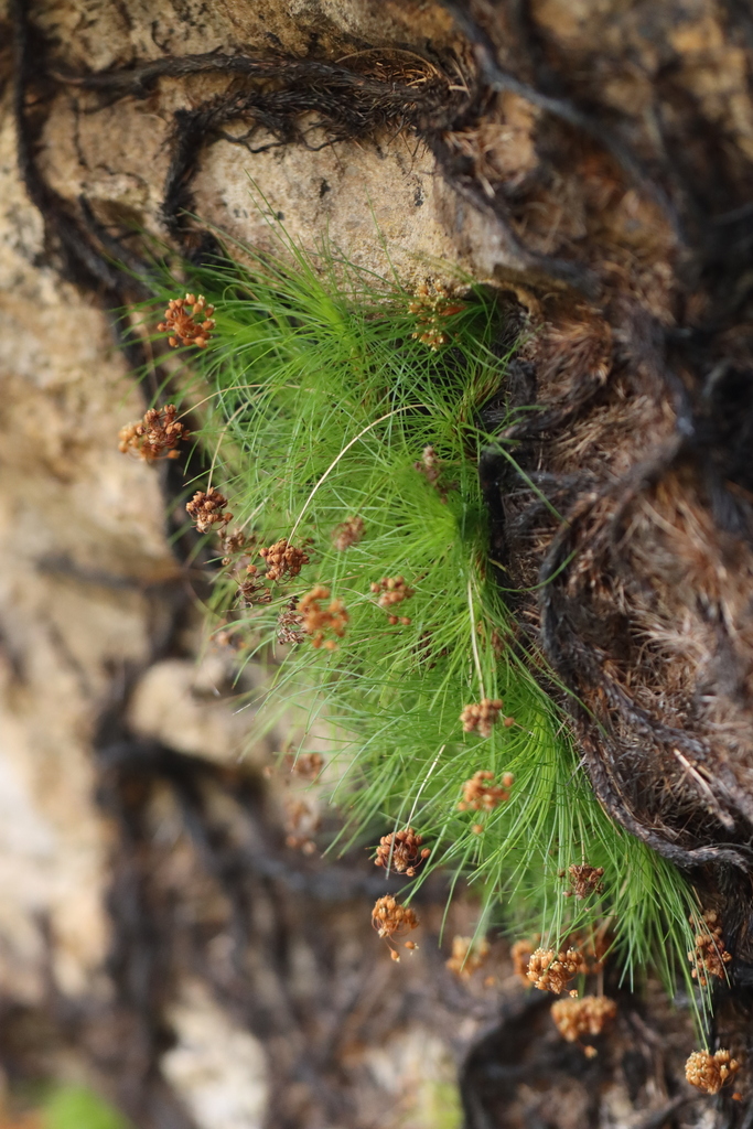 Alania cunninghamii in December 2023 by Nature_Lover. Location: Upper ...