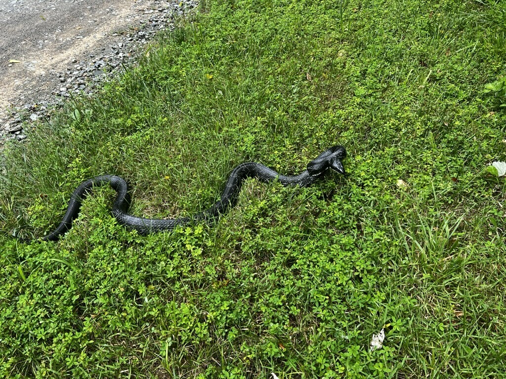 Eastern Ratsnake from Clarke County, VA, USA on July 14, 2023 at 04:25 ...