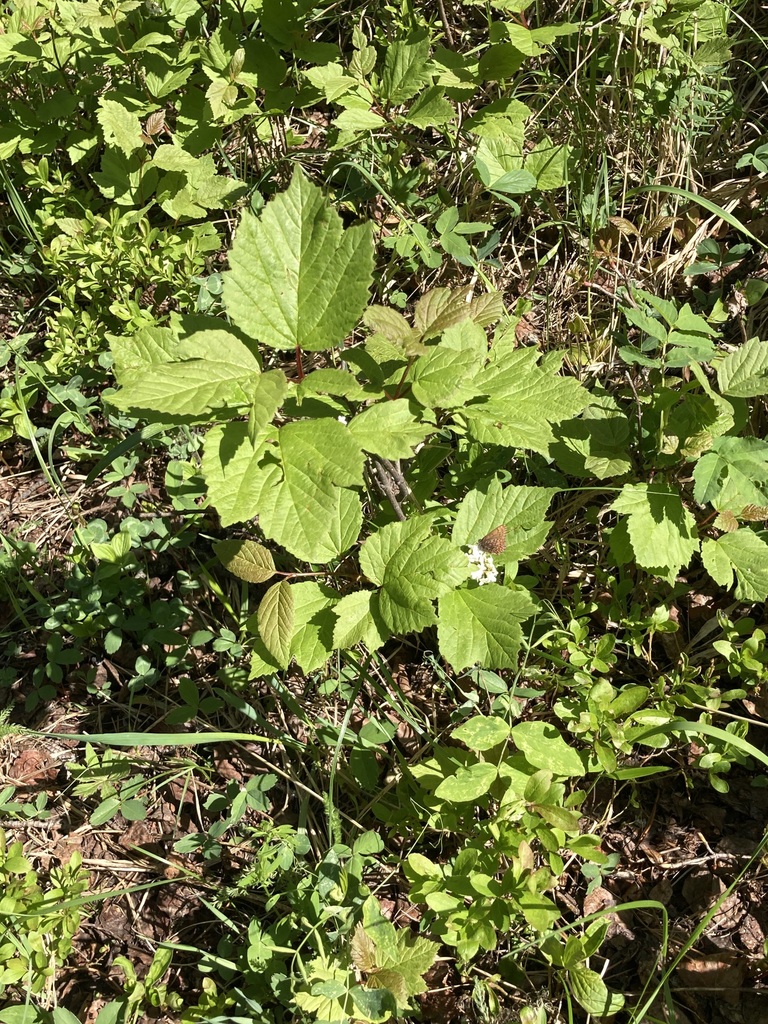 squashberry from Foothills County, AB, Canada on May 28, 2023 at 11:08 ...
