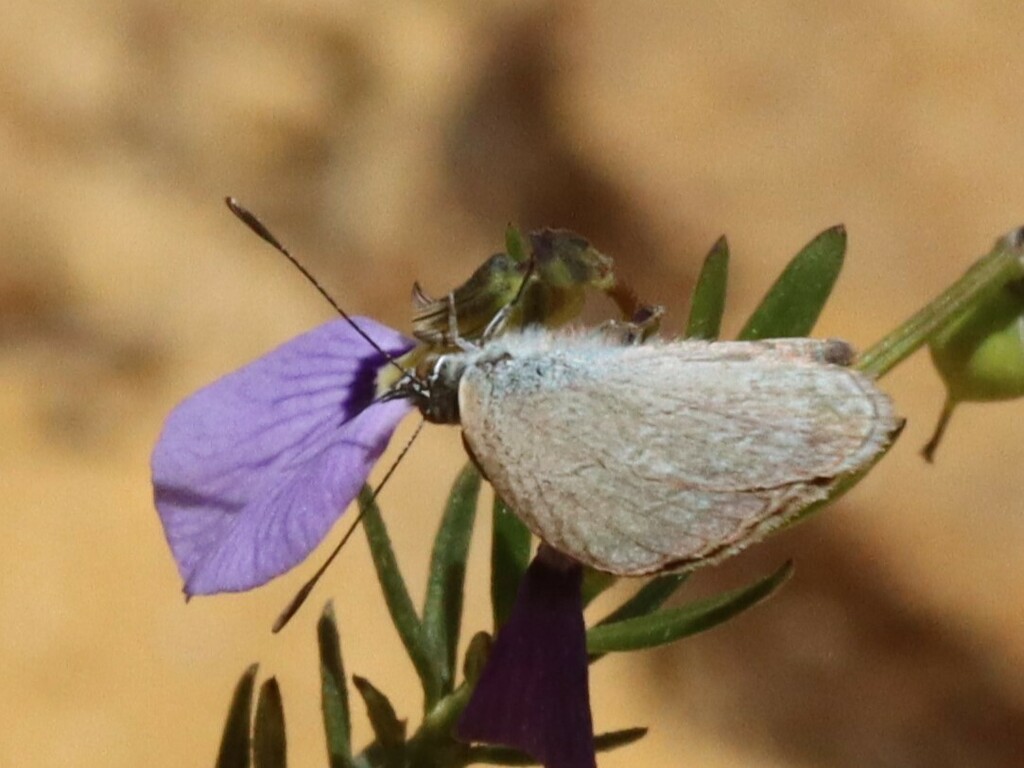 Lesser Grass Blue in December 2023 by Nature_Lover. Location: Upper ...