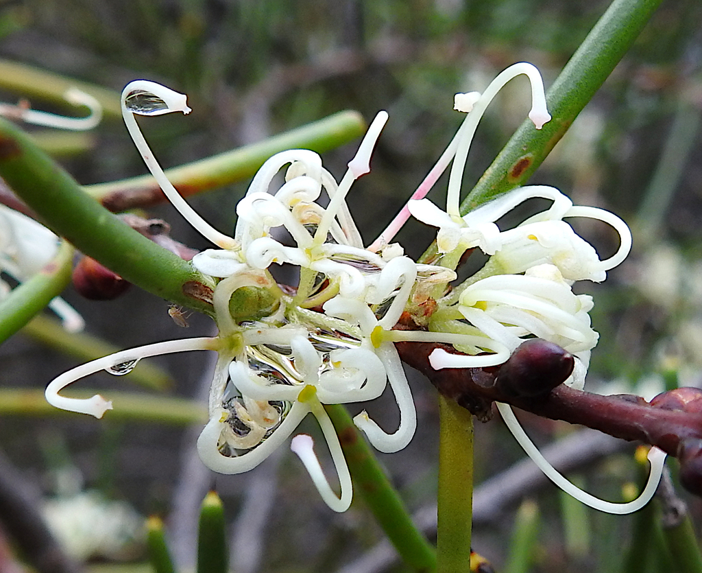 Dagger Hakea from Royal Nat'l Park NSW 2232, Australia on February 17 ...