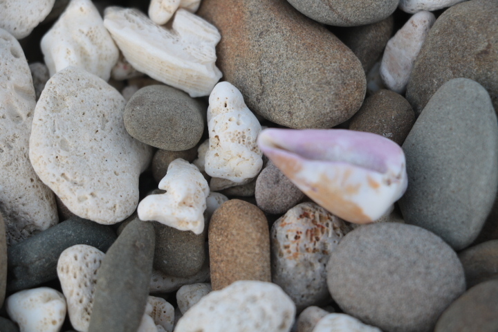 Rat Cone from 台灣屏東縣滿州鄉 on January 10, 2024 at 02:22 PM by Hua Wan ...