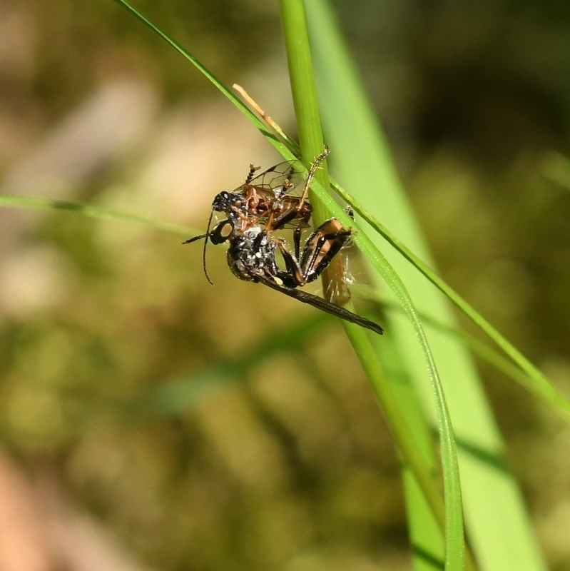 Stripe-legged Robber Fly in June 2023 by roamingthewoods · iNaturalist