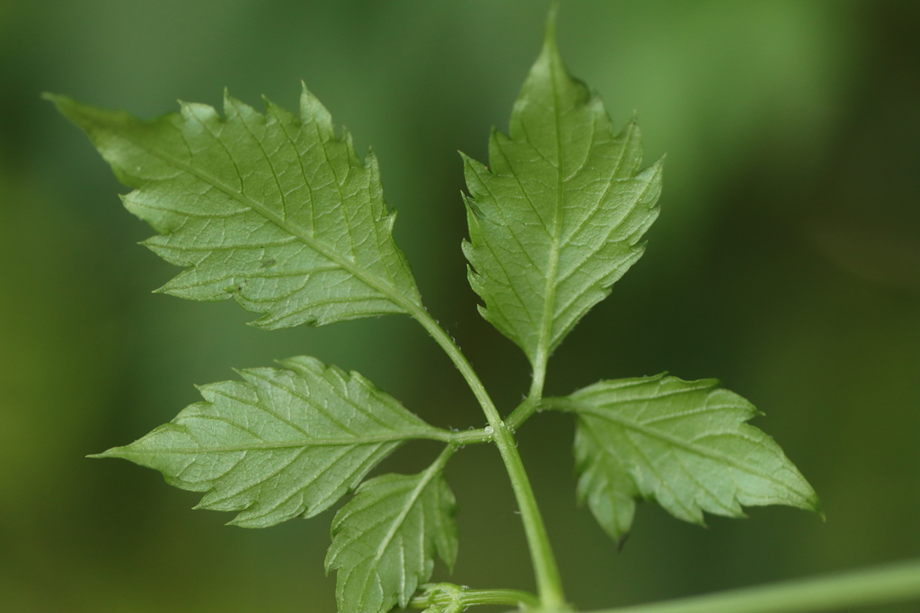 Slender Grape from Sydney NSW, Australia on January 6, 2024 at 09:48 AM ...