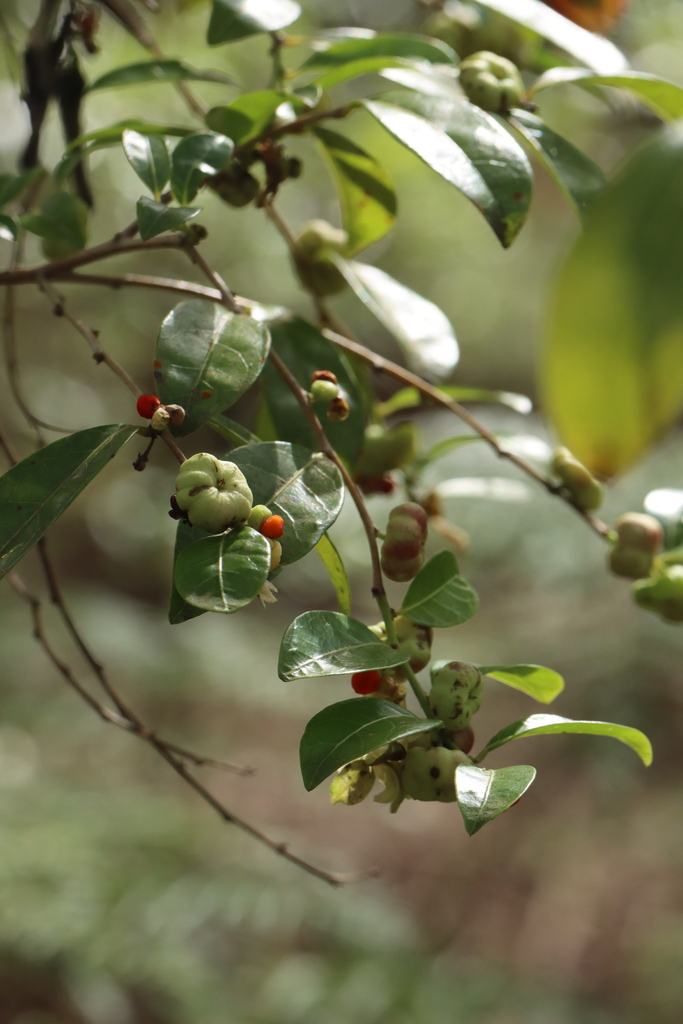 Cheese Tree from Sydney NSW, Australia on January 6, 2024 at 09:55 AM ...