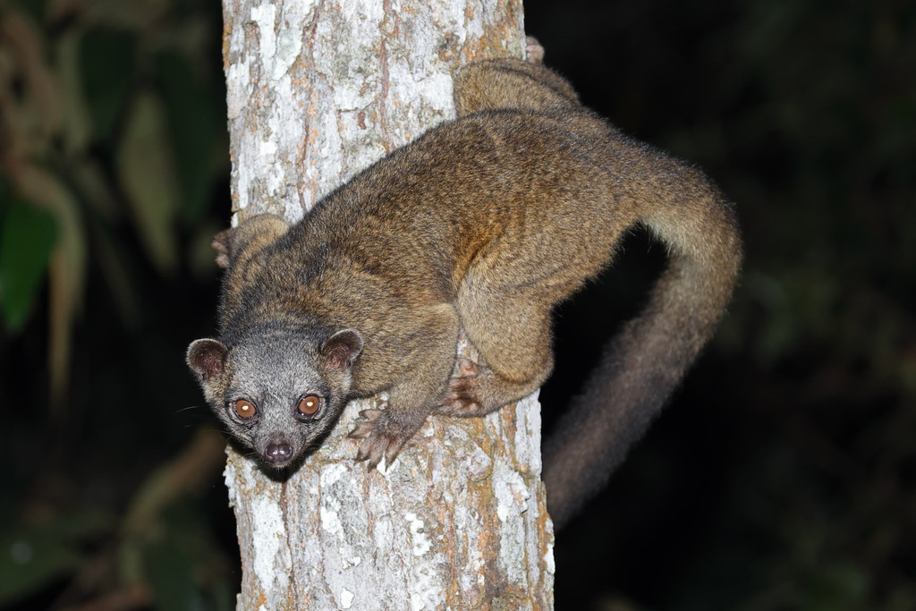 Western Lowland Olingo (Bassaricyon medius) - Know Your Mammals