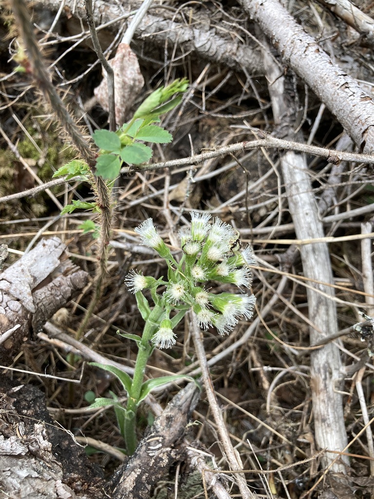 Arctic Butterbur from Foothills County, AB, Canada on May 28, 2023 at ...