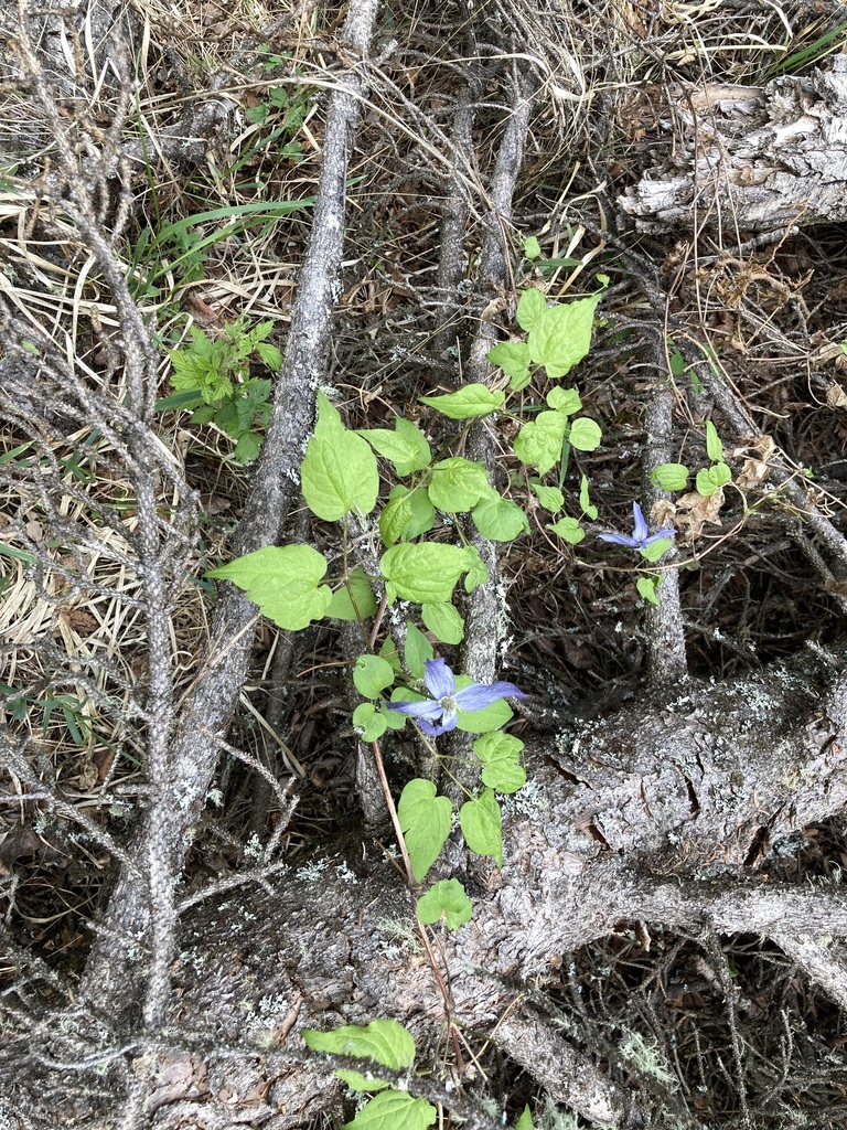 Purple Clematis from Foothills County, AB, Canada on May 28, 2023 at 12 ...