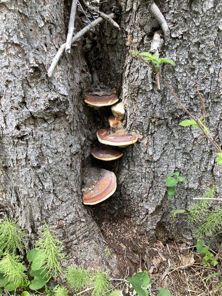 Northern Red Belt from Foothills County, AB, Canada on May 28, 2023 at ...
