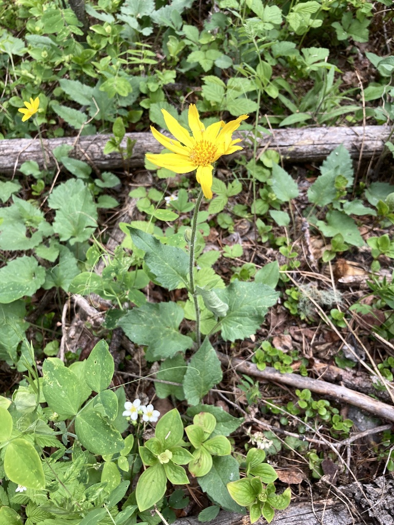 heartleaf arnica from Foothills County, AB, Canada on May 28, 2023 at ...