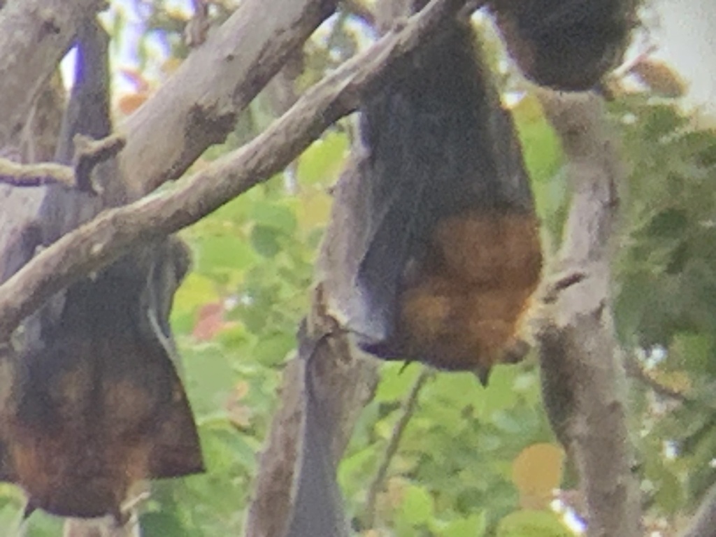 Grey-headed Flying-fox from Ridgehaven Rd, Silverdale, NSW, AU on ...