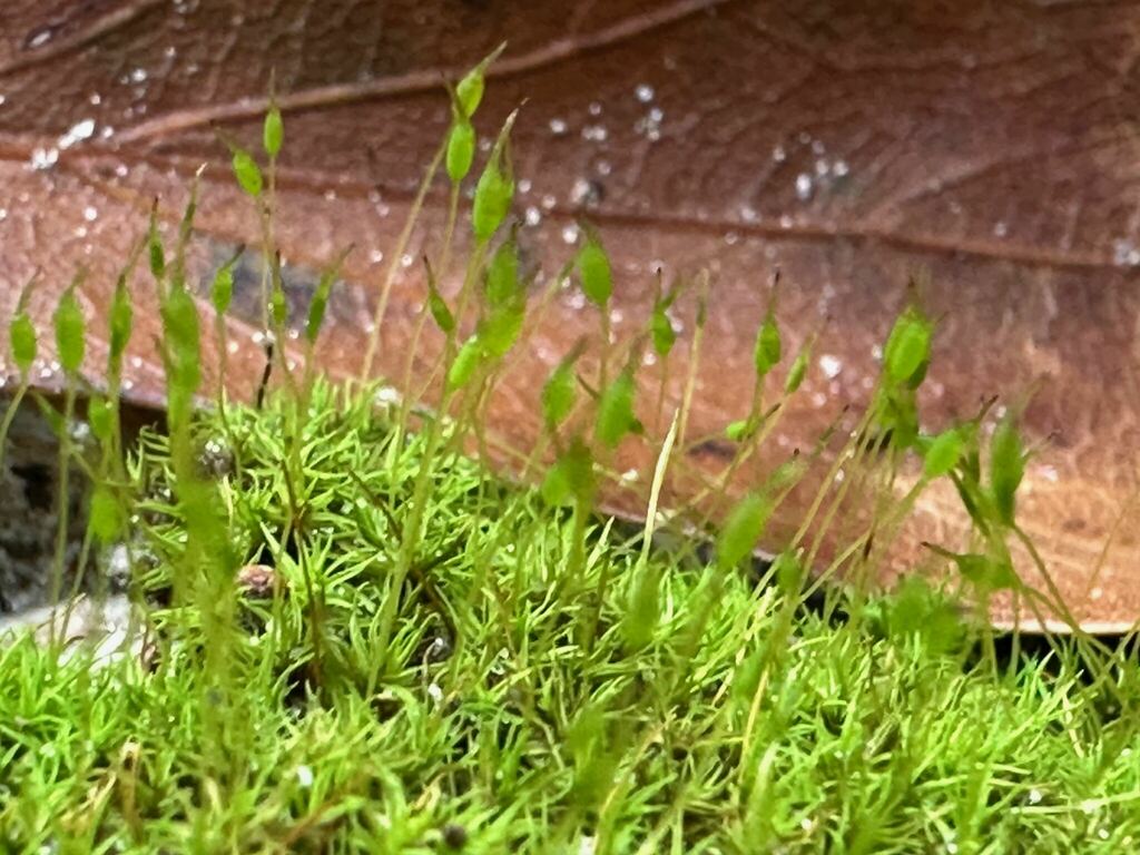 Green-tufted Stubble Moss from Ocean Springs, MS 39564, USA on January ...