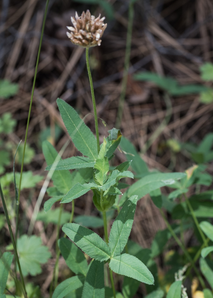 Long-stalked Clover from Hot Springs Valley, CA, USA on June 18, 2018 ...