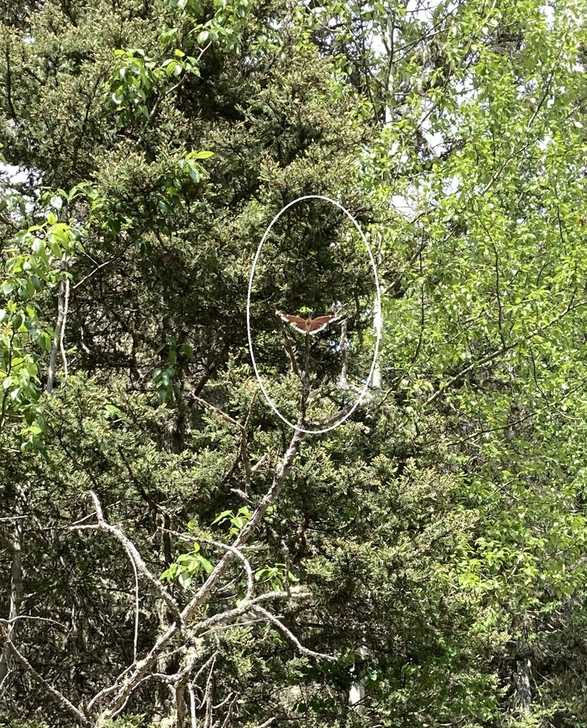 Mourning Cloak from Foothills County, AB, Canada on May 28, 2023 at 02: ...