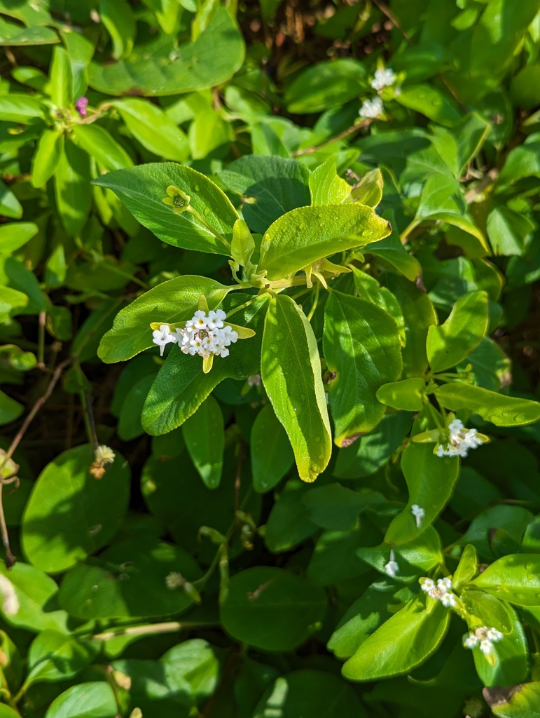 Button Sage from 77686 Quintana Roo, Mexico on January 14, 2024 at 12: ...