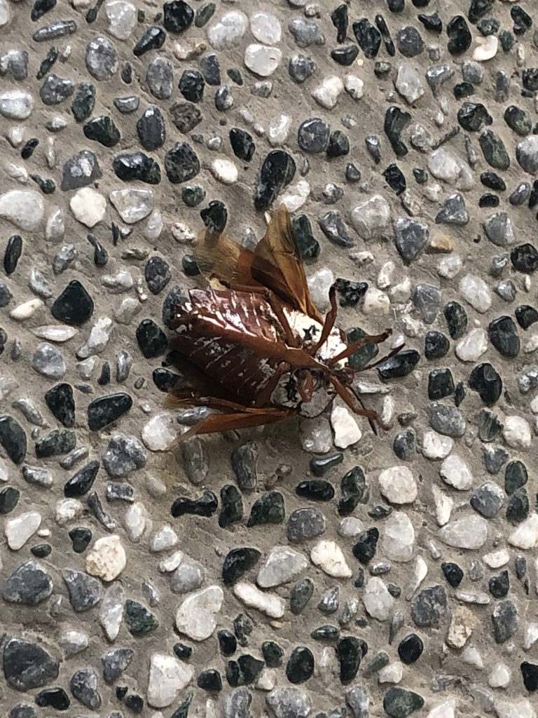 Lychee Stink Bug from 東區, TW on April 5, 2023 at 11:04 AM by fish_in ...