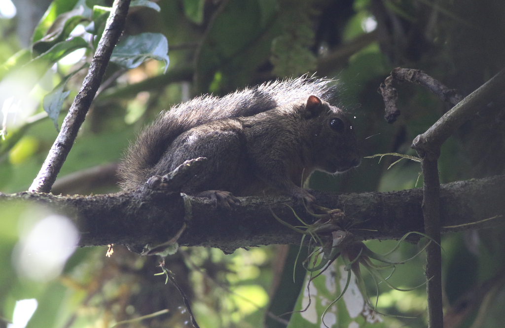 Neotropical Dwarf Squirrels from Darién Province, Panama on August 24 ...