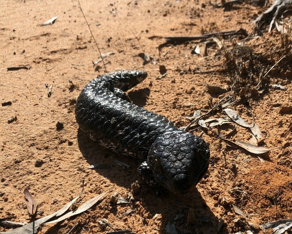 Shingleback Lizard from Desert Camp SA 5271, Australia on January 16 ...