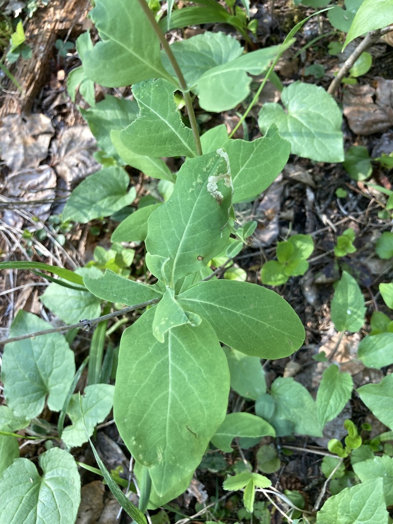 honeysuckles from Foothills County, AB, Canada on May 28, 2023 at 08:36 ...