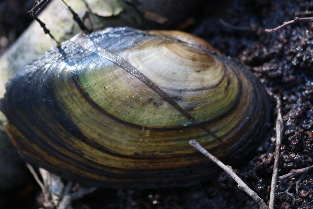 Duck Mussel (Molluscs of the Slovak Republic) · iNaturalist