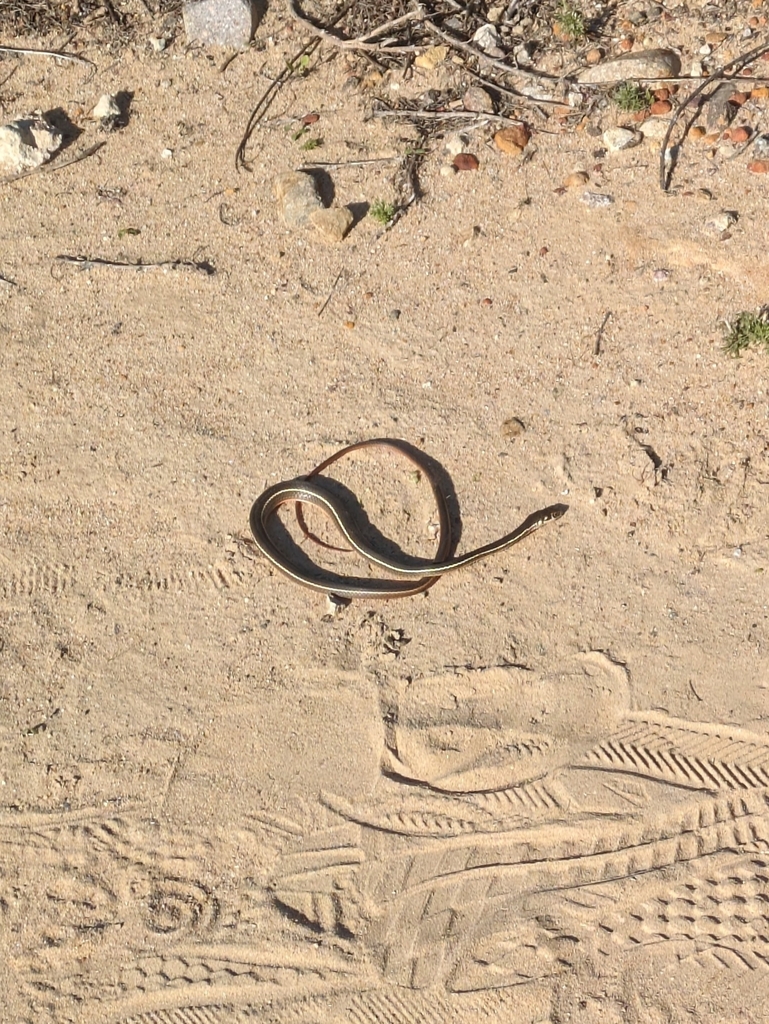 Striped Racer from VPGX+XM, La Jolla, CA 92037, USA on January 10, 2024 ...