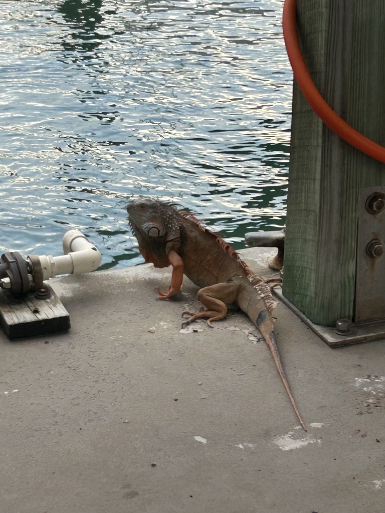 Green Iguana from Key West Bight, Key West, FL, US on January 15, 2024 ...