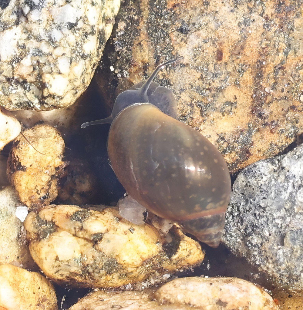 Acute Bladder Snail from North Arroyo, Pasadena, CA, USA on January 15 ...