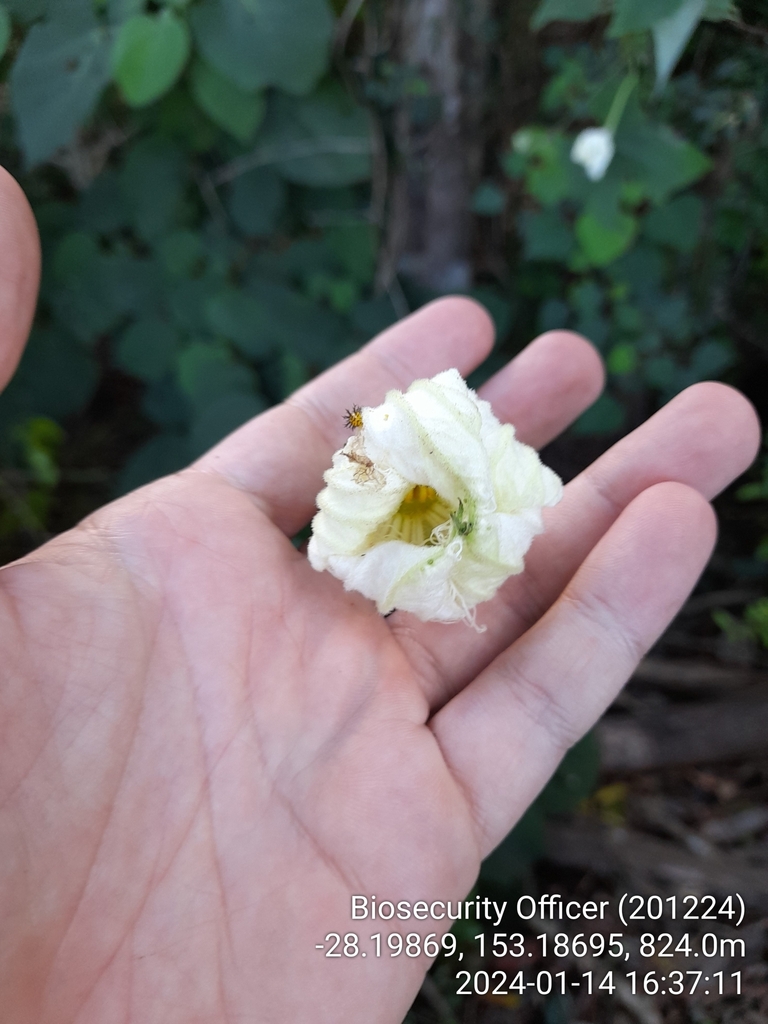 Trichosanthes subvelutina from Binna Burra QLD 4211, Australia on ...
