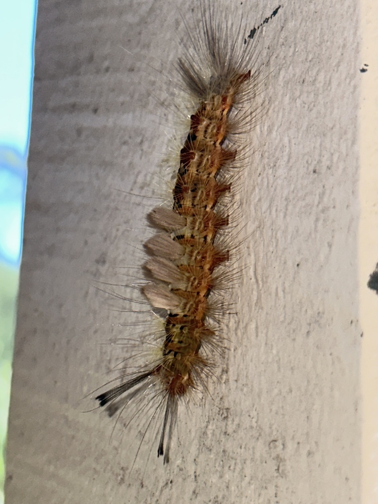 Painted apple moth from Emerald Lake Park, Emerald, VIC, AU on January ...