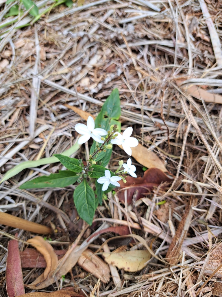 Pastel Flower from Aspley QLD 4034, Australia on January 16, 2024 at 02 ...