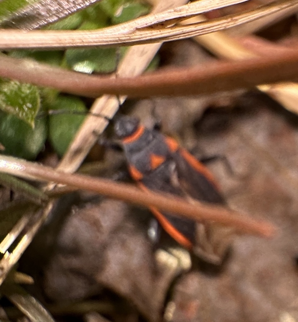 Charcoal Seed Bug in December 2023 by CMC. Yard · iNaturalist