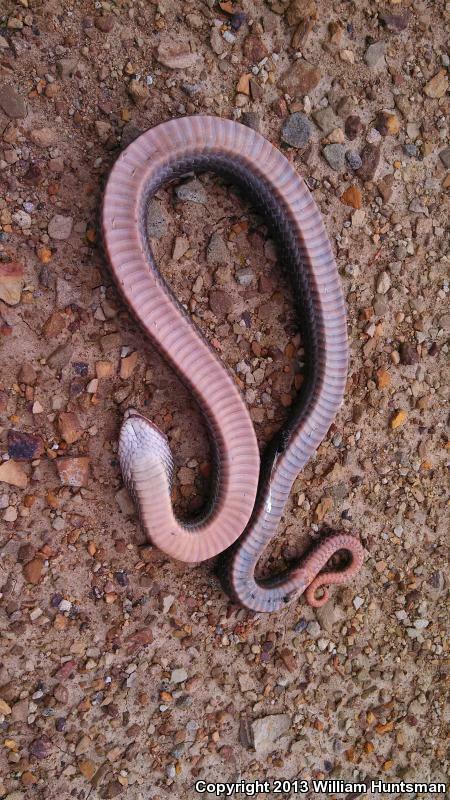 Eastern Hognose Snake from Lawrence County, KY, USA on May 8, 2013 at ...