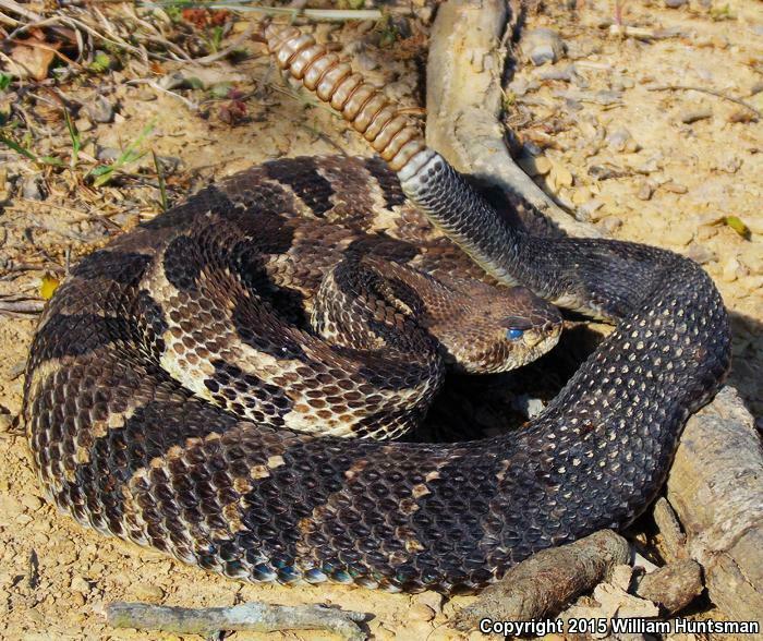 Timber Rattlesnake from Carter County, KY, USA on June 7, 2015 at 12:43 ...