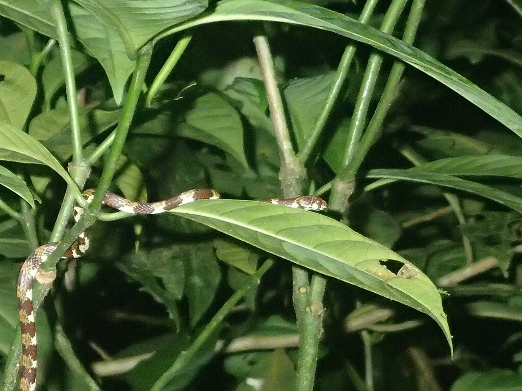 Ringed Snail Sucker from Provincia de Alajuela, Upala, Costa Rica on ...