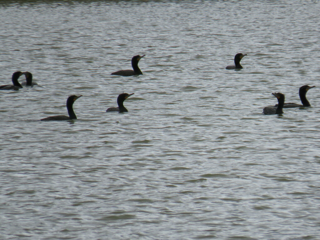 Double-crested Cormorant from Cypress County, AB, Canada on May 21 ...