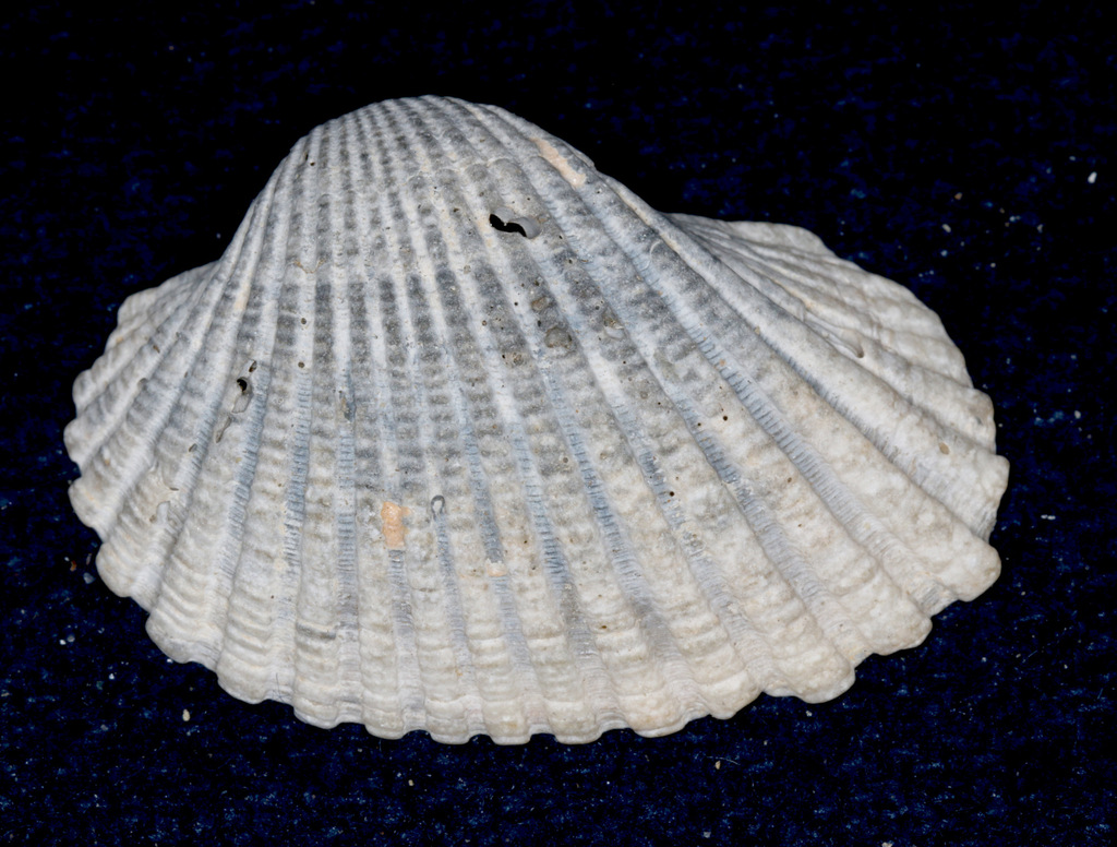 Ark Clams from Rose Bay, Bowen, Whitsunday, QLD, Australia on June 15 ...