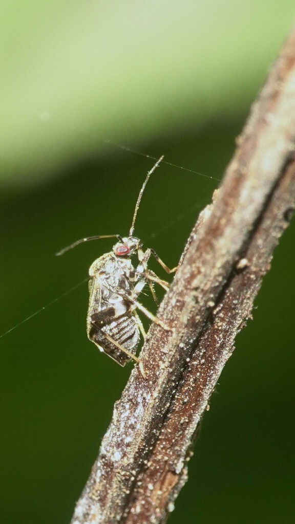 Charagochilus from Ovalekar Wadi on January 14, 2024 at 09:18 AM by ...