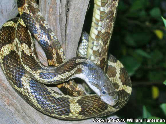 Gray Ratsnake from Daviess County, KY, USA on May 18, 2010 at 09:48 PM ...