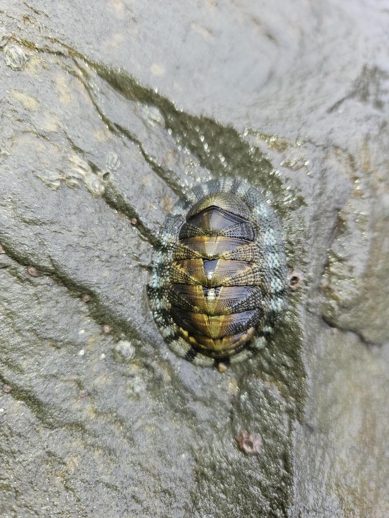 Snakeskin Chiton from Kaikoura, NZ-CA, NZ on January 16, 2024 at 01:22 ...
