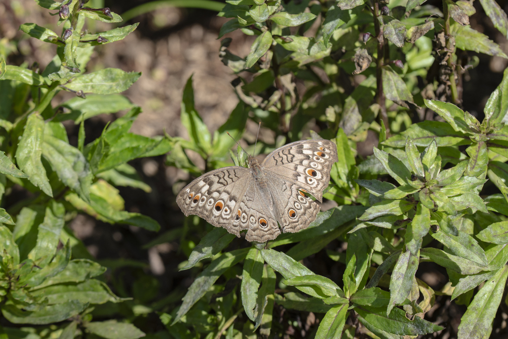 Grey Pansy from Rim Kok, Mueang Chiang Rai District, Chiang Rai ...