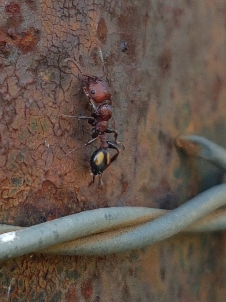 spotted muscleman tree ant from Gooloogong NSW 2805, Australia on ...