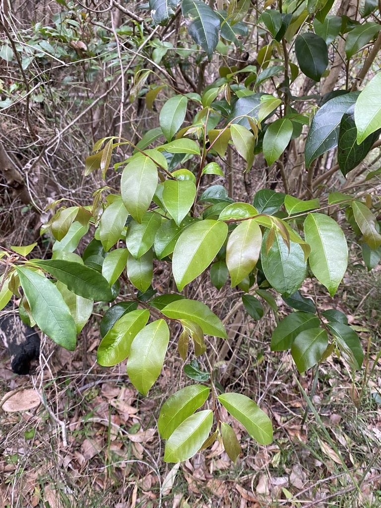 Cheese Tree from Tabourie Lake, Woodburn, NSW, AU on December 9, 2023 ...