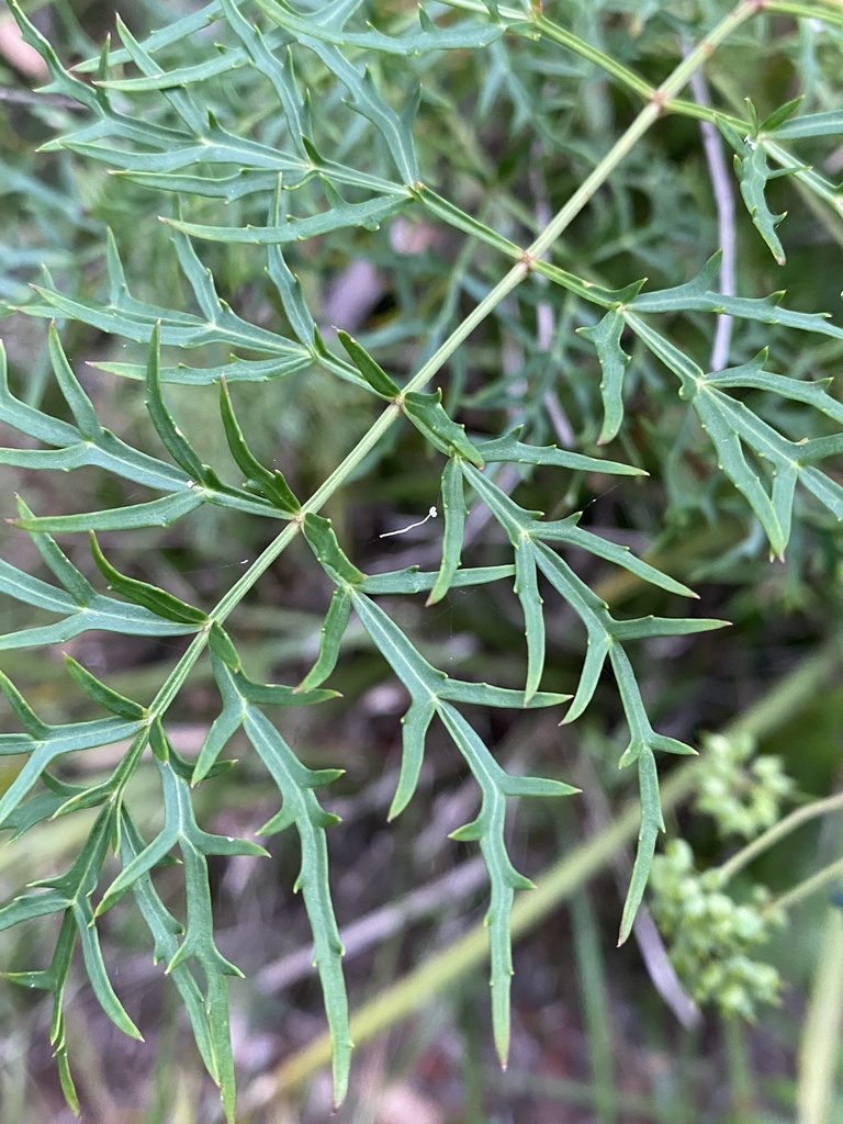 Elderberry Panax from Meroo National Park, Termeil, NSW, AU on December ...