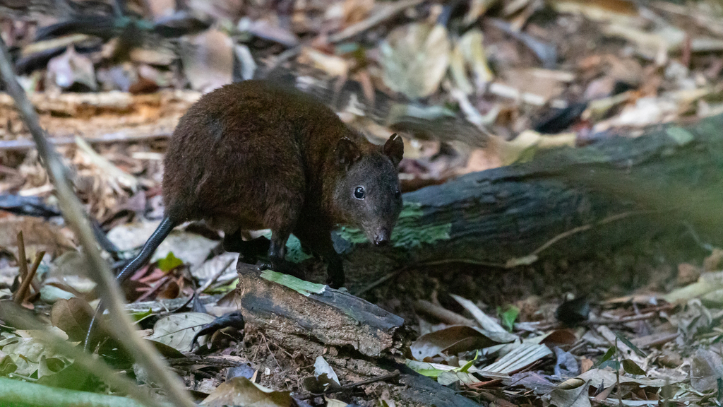 Musky Rat-kangaroo in November 2023 by James Bennett · iNaturalist
