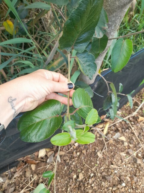 Common guava from Richards Bay, South Africa on November 30, 2023 at 10 ...