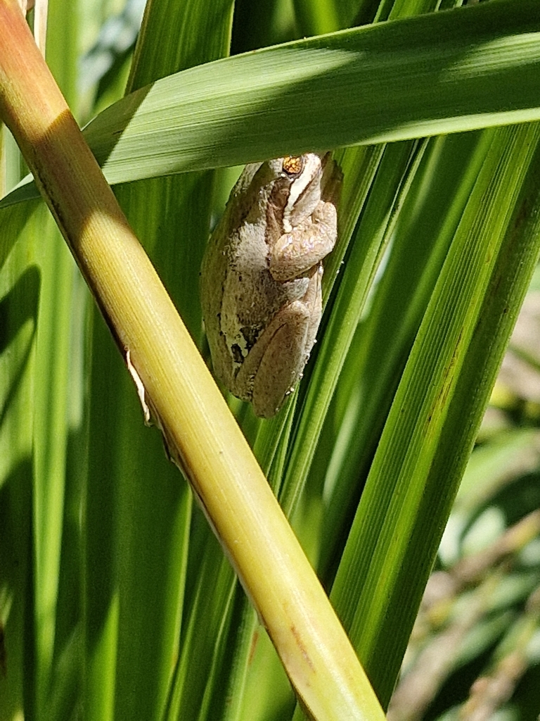 Southern Brown Tree Frog from Cranbourne VIC 3977, Australia on January ...