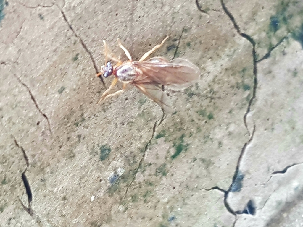 Ants from Labu, Selangor, Malaysia on January 16, 2024 at 10:07 AM by ...