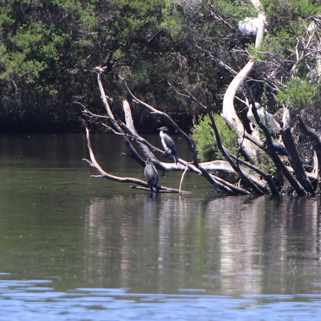 Little Pied Cormorant from Berwick VIC 3806, Australia on January 16 ...